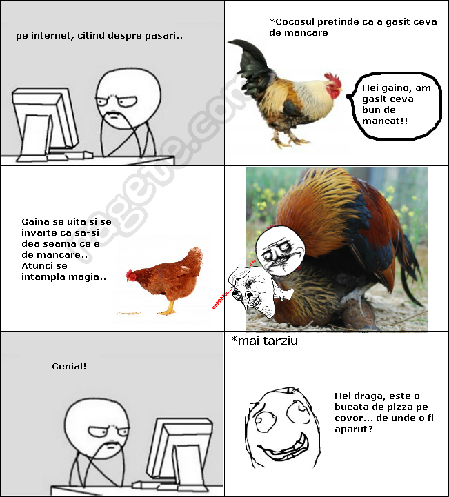 Cocosul si gaina – Meme & Rage Comics Romania
